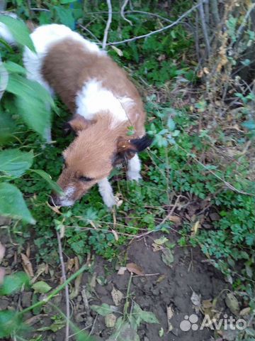 Собака Фокстерьер