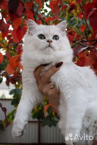 Серебристая шиншилла