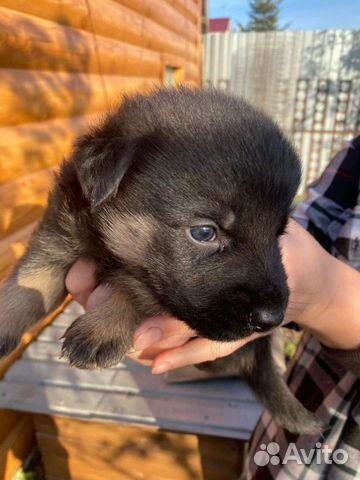 Немецкая овчарка