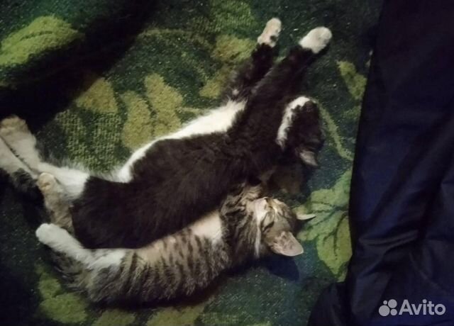 SOS сиротки ищут дом