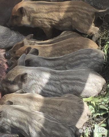 Поросята венгерской мангалицы