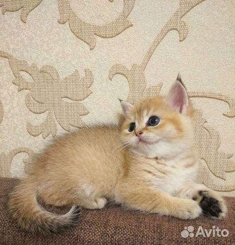 Яркая золотая шиншилла кошечка шотландская