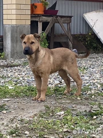 Помесь шарпея