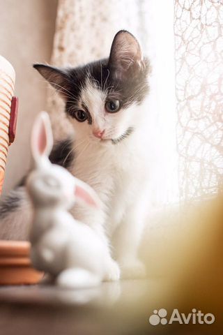 Котята, 2 месяца, в добрые руки