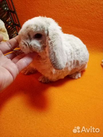 Мини рексы сатины И Нет