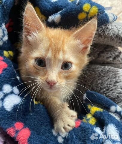 Котенок Тимошка