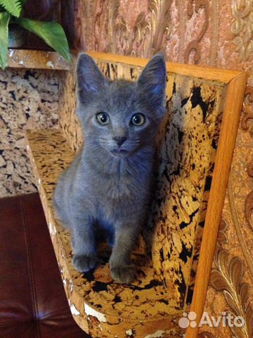 Котенок в добрые руки