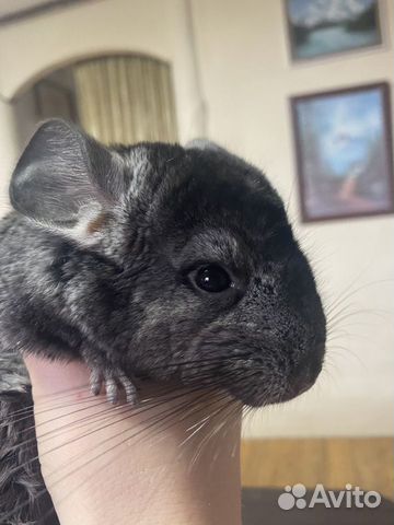 Шиншилла милая и образованная