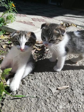 Вислоухие котята в добрые руки