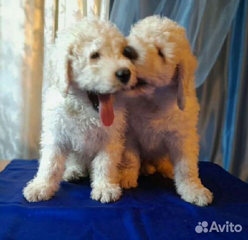 Собаки щенки