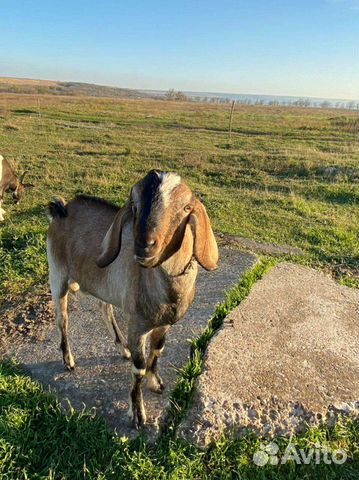 Молодой козёл