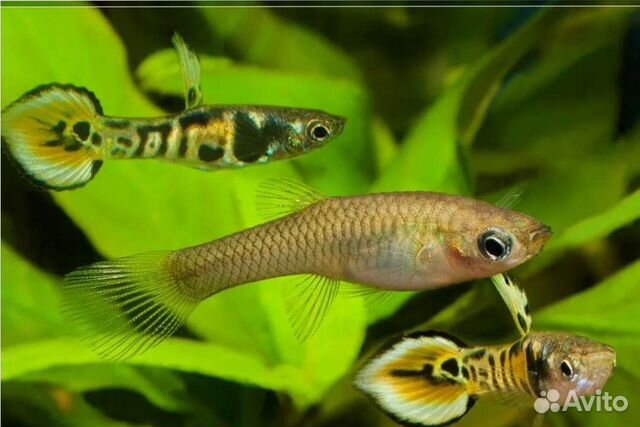 Гуппи Эндера тигр