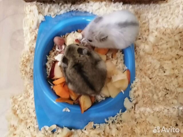 Джунгарский хомяк бесплатно