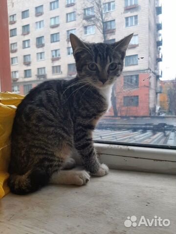 Ласковый котенок пропадает на заводе