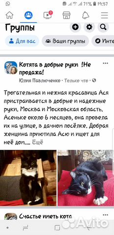 Котёнок в добрые руки
