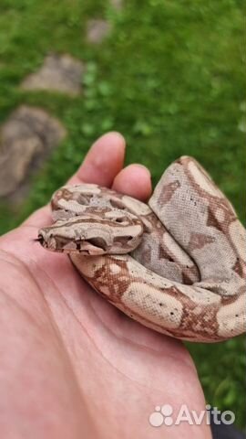 Императорский удав с террариумом