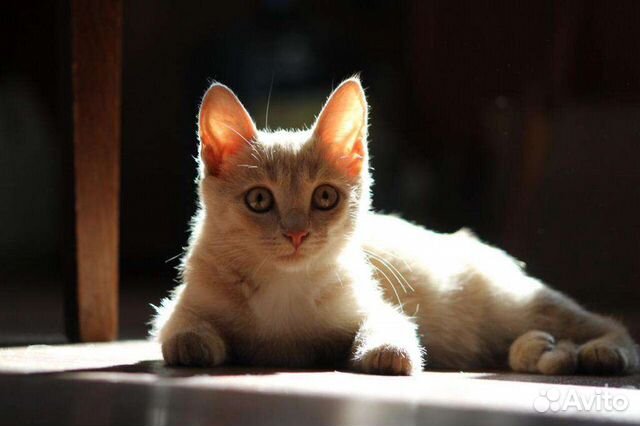 Котята. Необычных окрасов