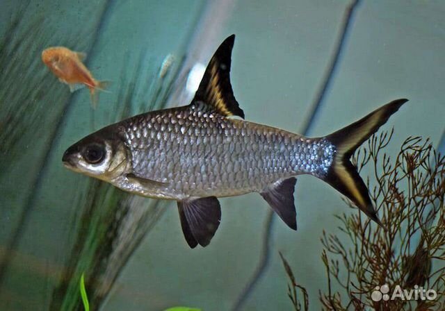 Акулий балу или барбус