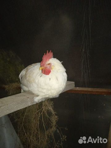 Петух молодой бесплатно