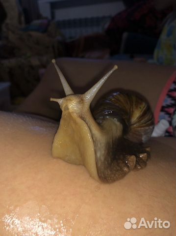 Улитка ахатина гипоаллергенная