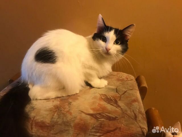 Кошечка в добрые руки