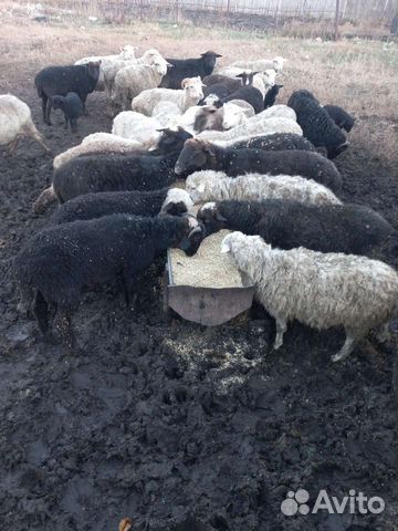 Домашние животные