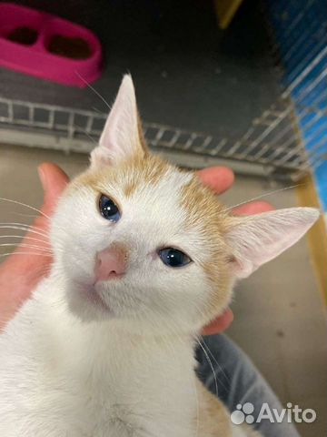 Рыжий котёнок с голубыми глазами