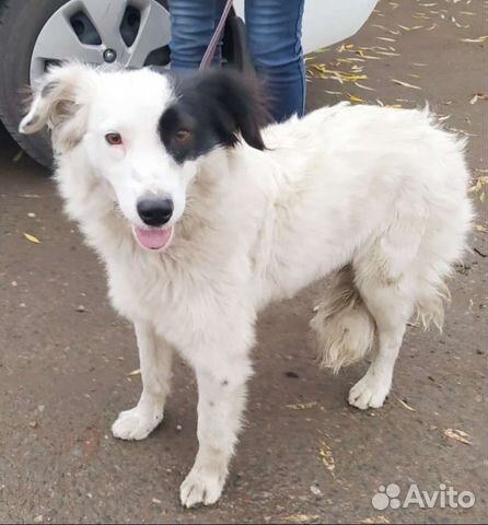 Снежинка отдам в добрые руки. Доставка