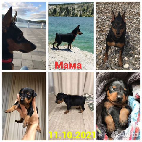 Цвергпинчер