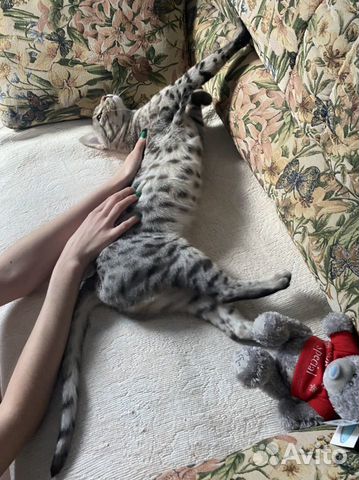 Саванна ф5 серебро