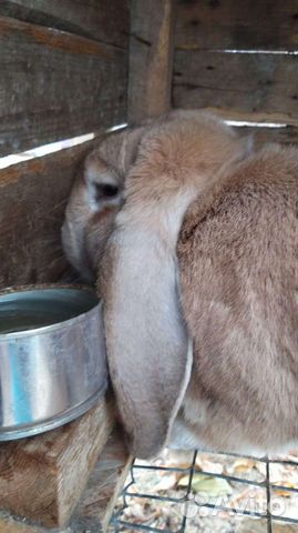 Кролики Французский баран