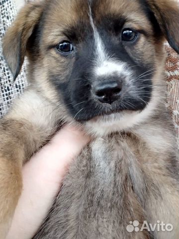 Подарим щенят 1 мес