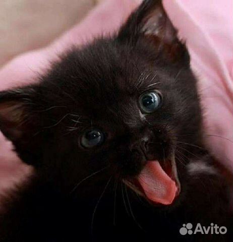 Котенок Нора