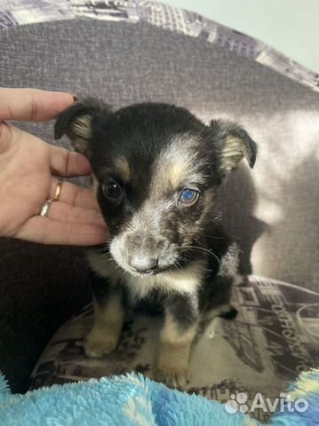 Отдам бесплатно милого щеночка