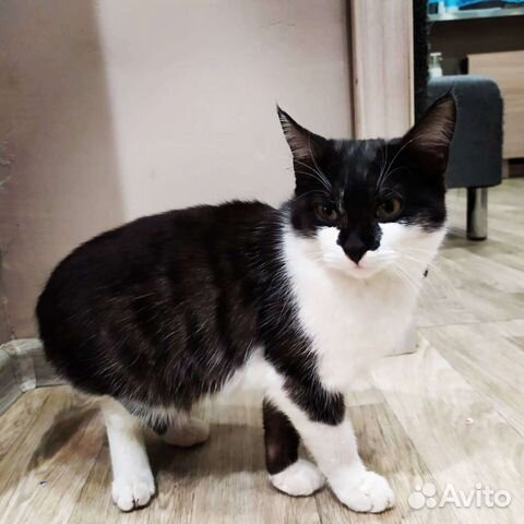 Курильский бобтейл ласковый очень в добрые руки