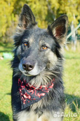 Собаку сдали в приют как ненужную вещь