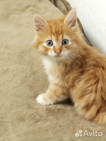 Рыжий котенок с голубыми глазами