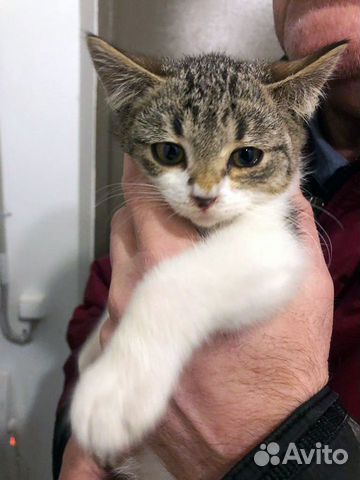 Котенок девочка бесплатно