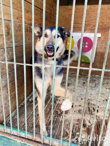 Черника из приюта ищет дом