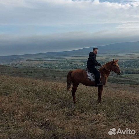 Лучший жеребец