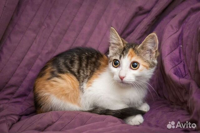 Котенок для души