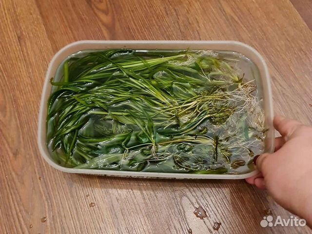 Свежая прополка валлиснерия