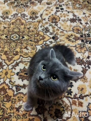 Отдам кошку в добрые руки, подобрал, жалко или вер