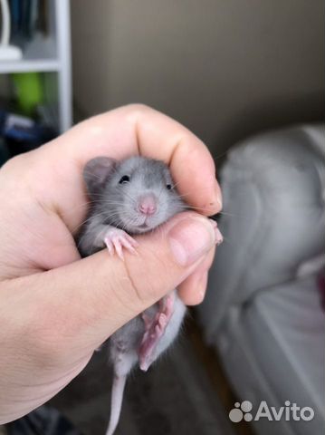 Крысята дамбо девочки рексы для брони