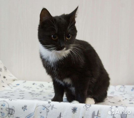 Котенок Бантик ищет дом