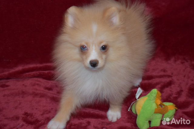 Шпиц - апельсинчик голубые глазки