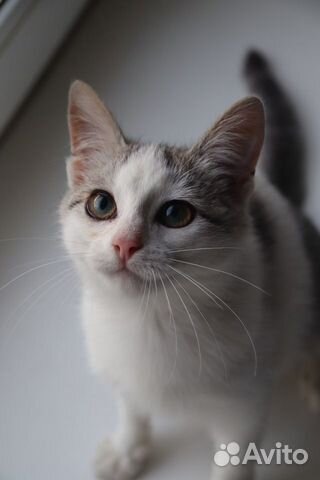 Котята котенок