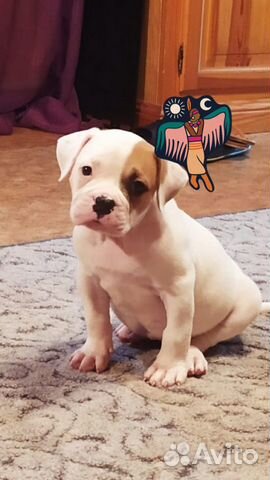 Американский бульдог