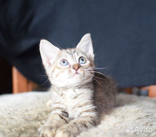 Кошечка Милаша