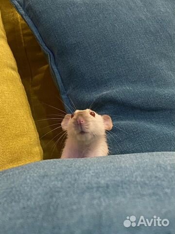 Крыса дамбо